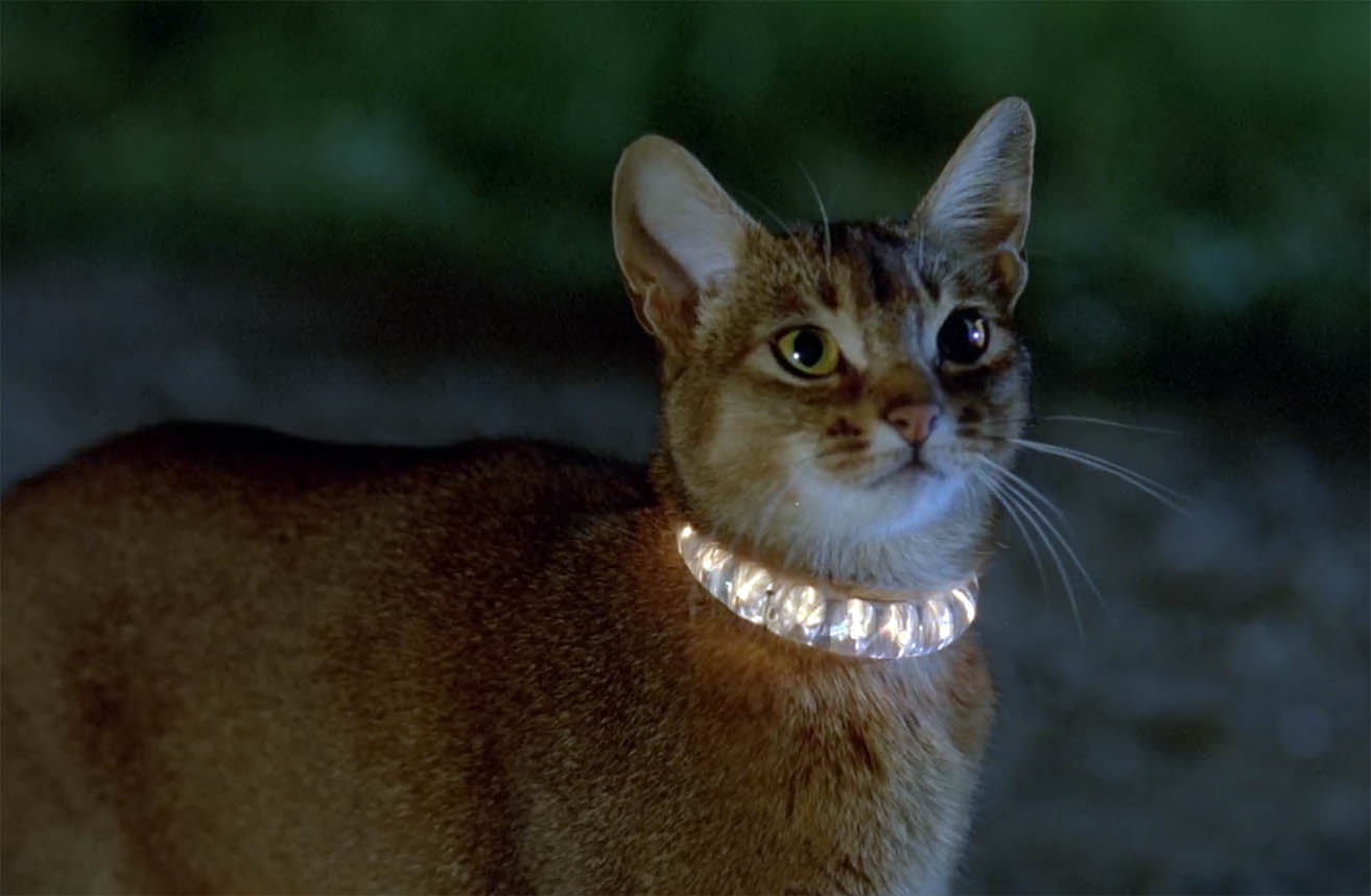 LE CHAT QUI VIENT DE L’ESPACE (1978) - Films Fantastiques